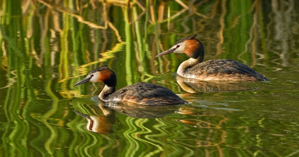 CRÒNIQUES NATURALISTES: FOTOS D'OCELLS AQUÀTICS