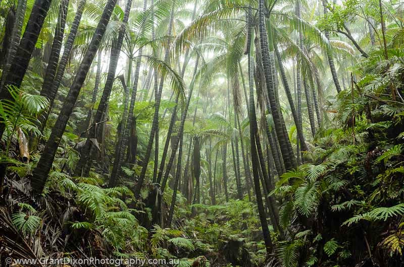 Le rêve de Vanuatu: Une belle nature
