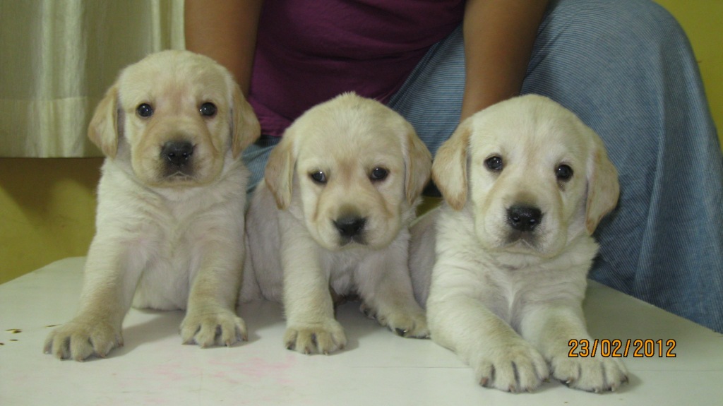 Heavy Boned Huge Apple Headed Labrador Puppies For Sale@15000 | PET'S ...