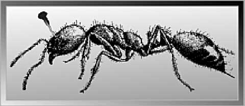 TOC*: Stink Ant - Museum Of Jurassic Technology