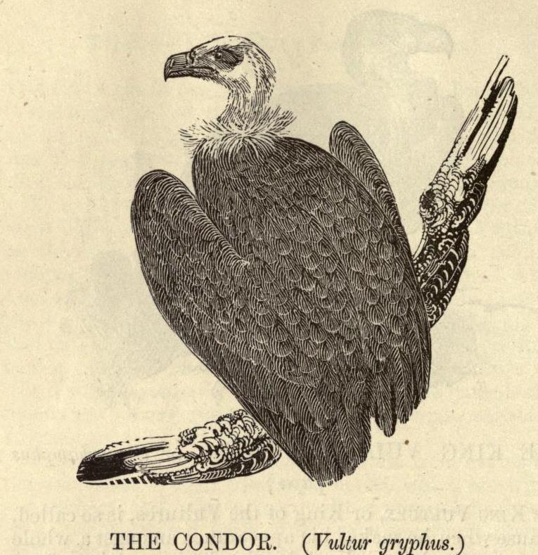 HISTORIAS ZOOLOGICAS: EL CONDOR ANDINO – Vultur gryphus - PARTE II - EL ...