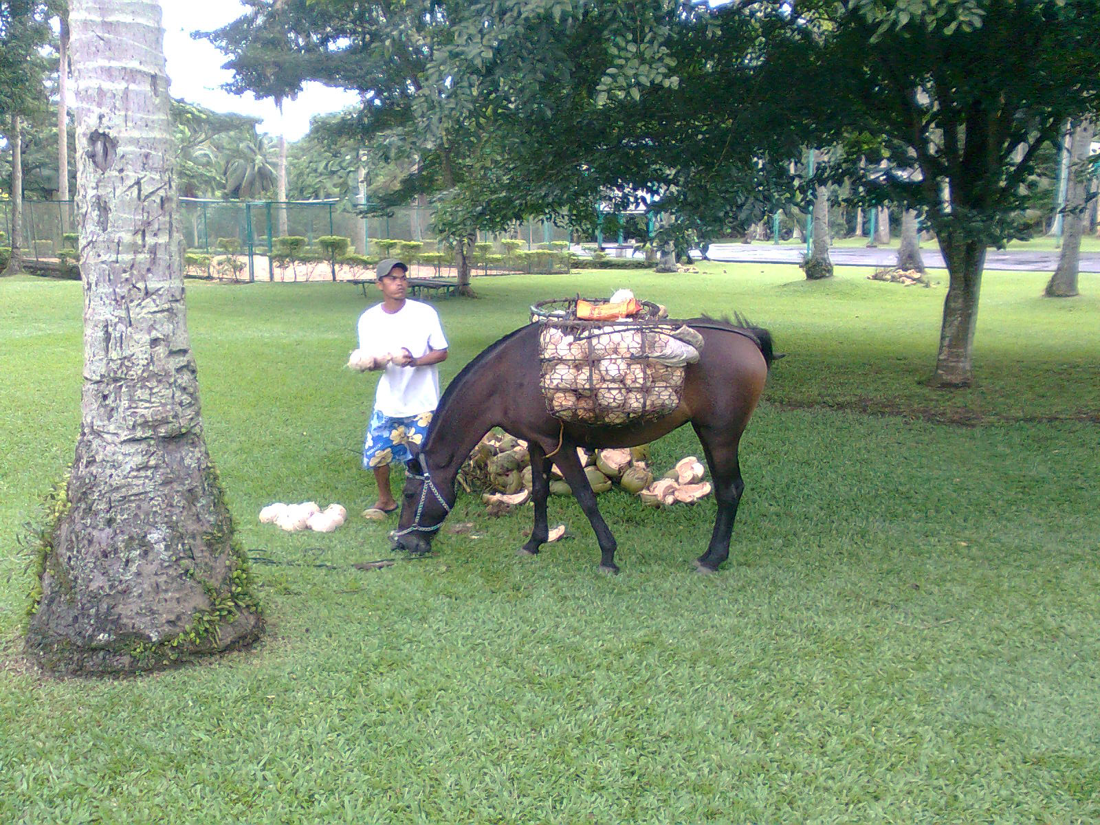 Arghentrock's A Taste of the Philippines: Coconut Harvesting in The ...