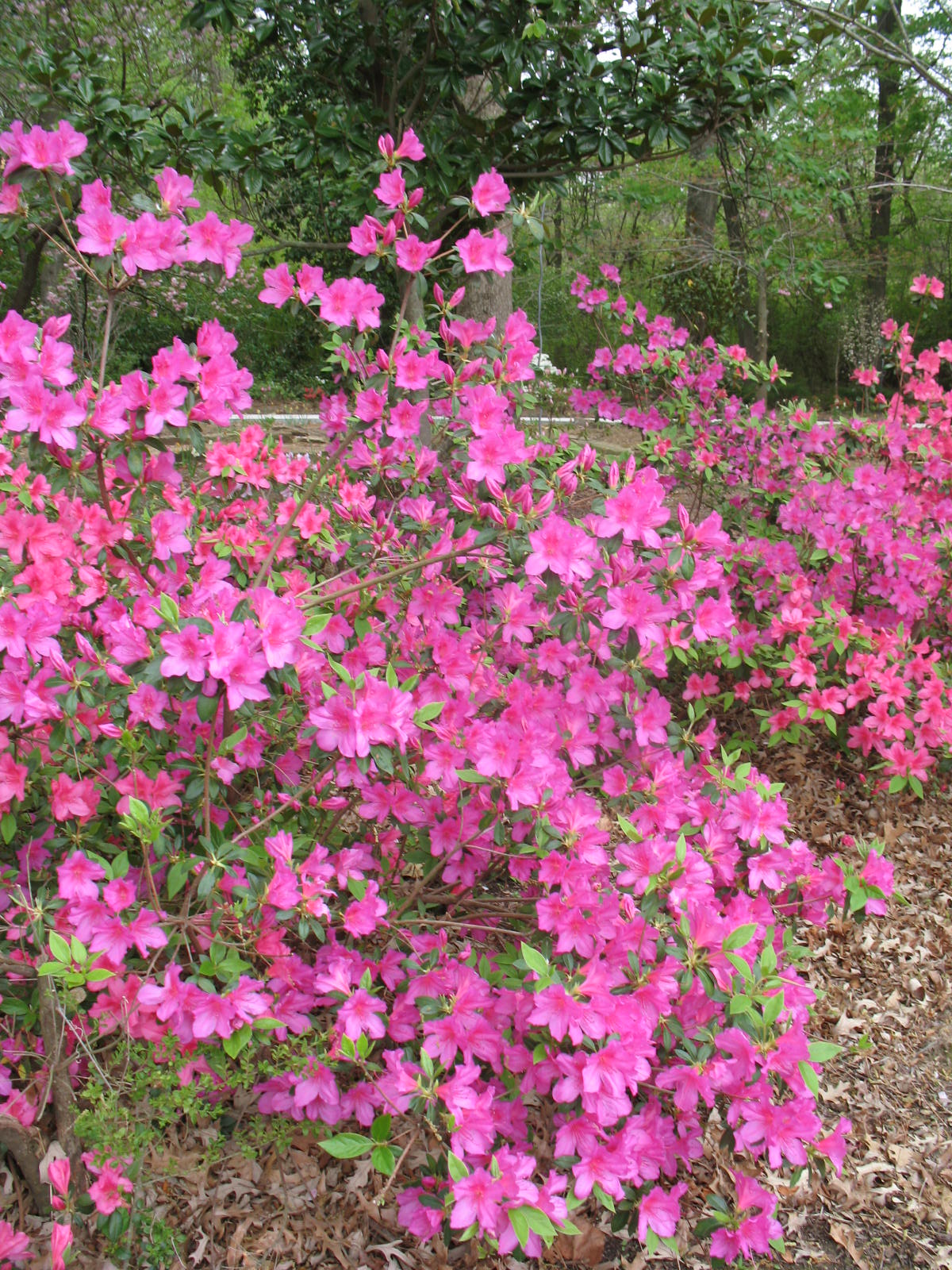 Miss Bloomers : Spring Azaleas