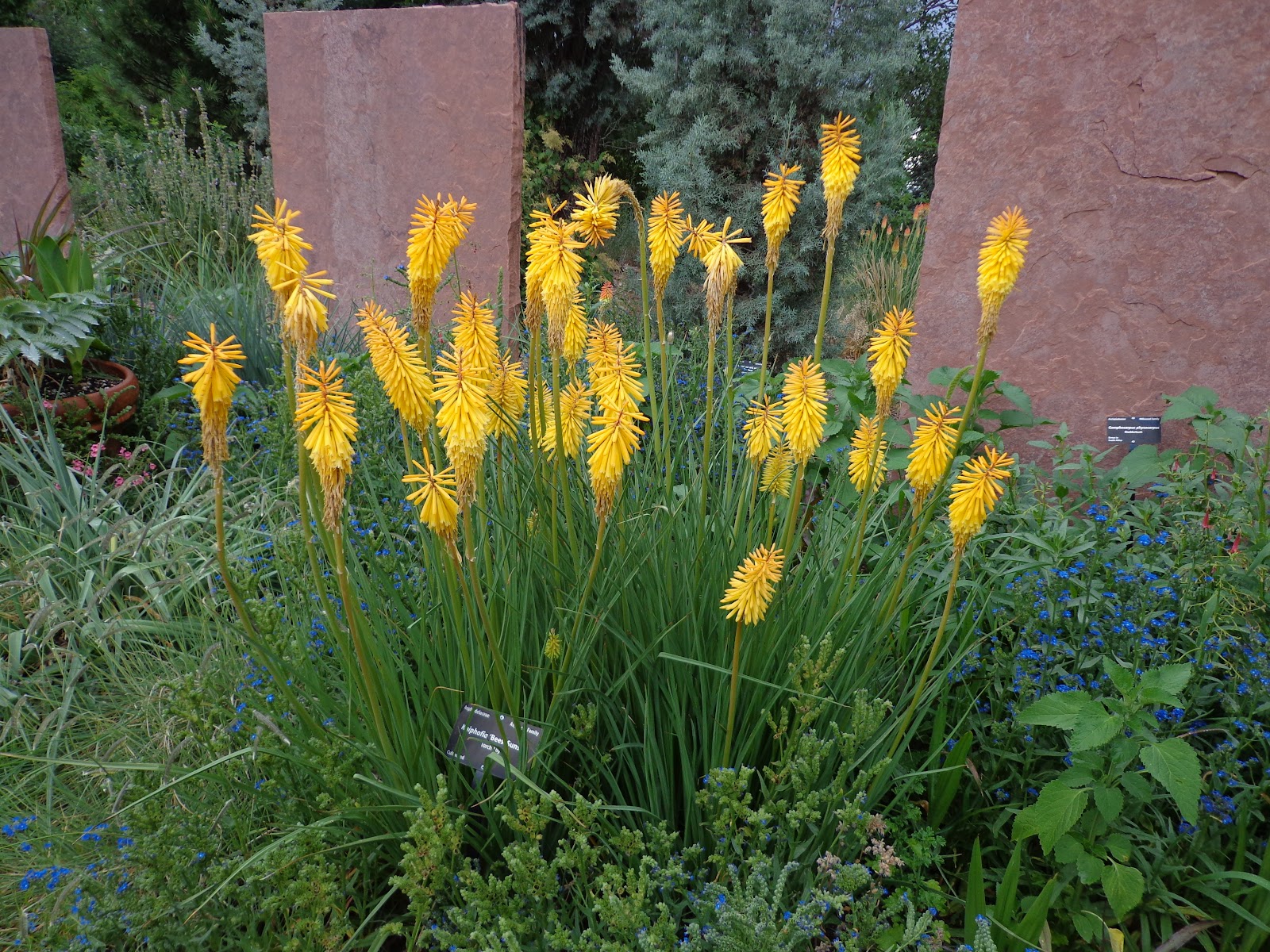 Prairiebreak: Kniphofia