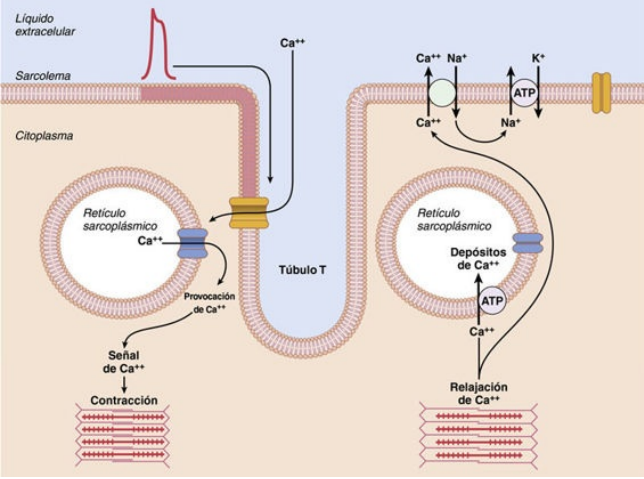MÚSCULO CARDÍACO EL CORAZÓN COMO BOMBA.