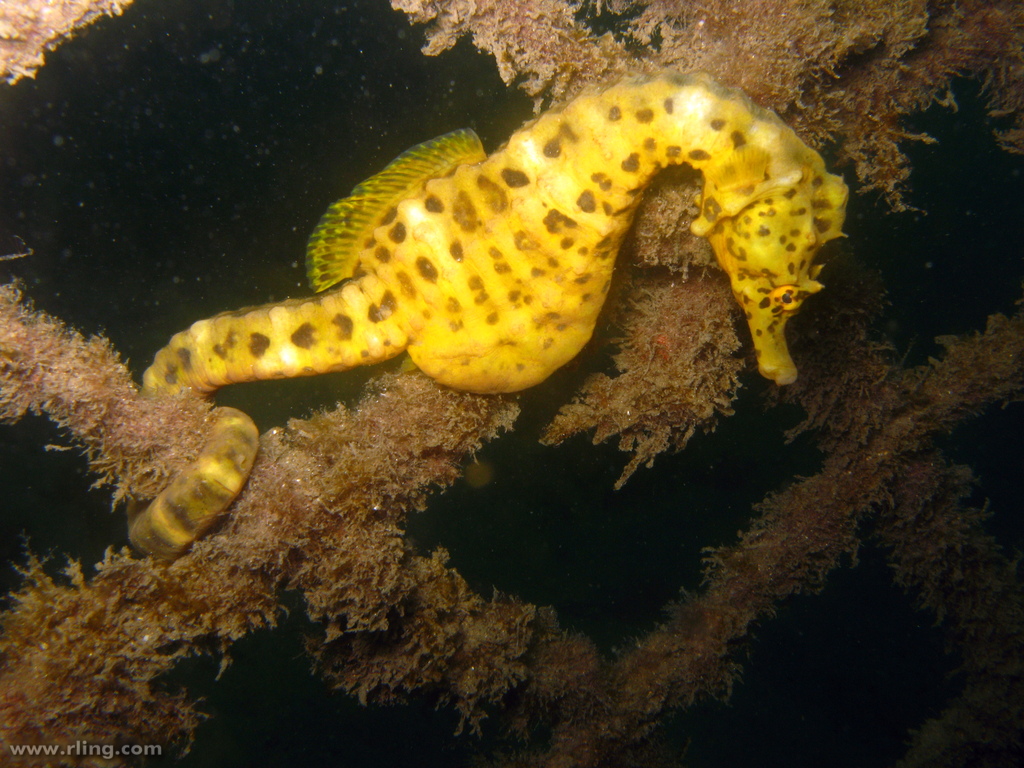 Real Monstrosities: Seahorse