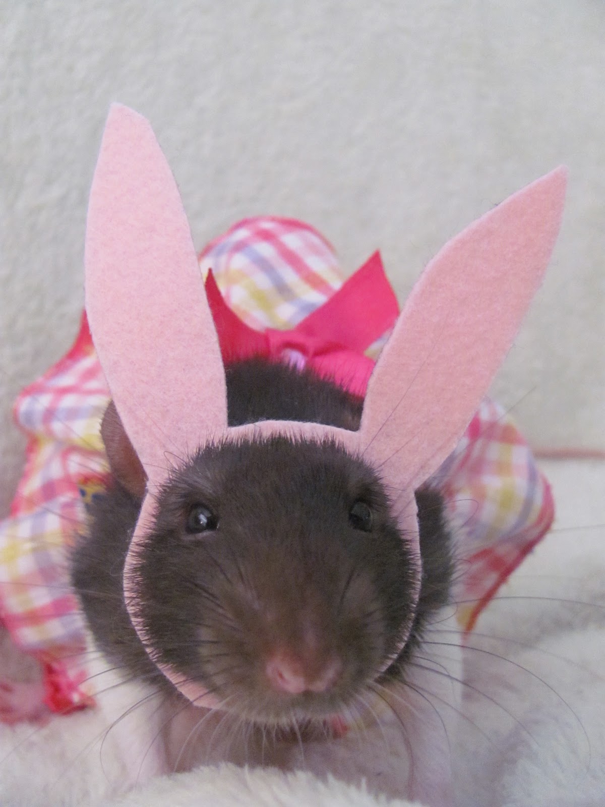 Ringo's Rat Tales: Easter Rats