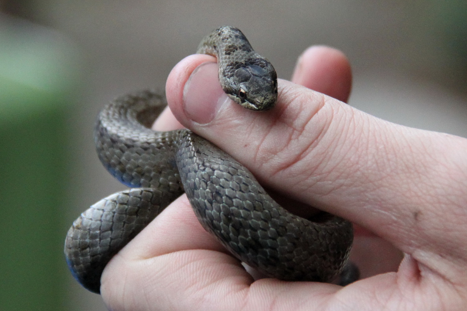 Wildlife Wanderings: RSPB Arne Reptiles