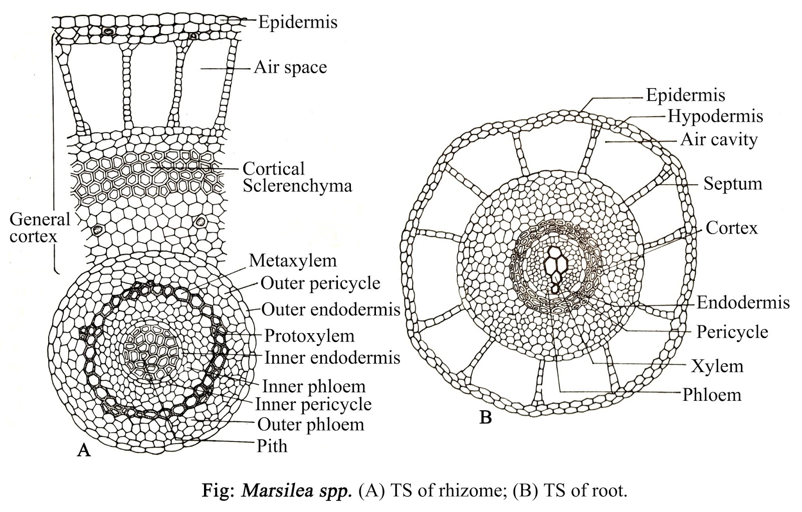 MARSILEA - CLASSIFICATION, STRUCTURE OF SPOROPHYTE, REPRODUCTION ...