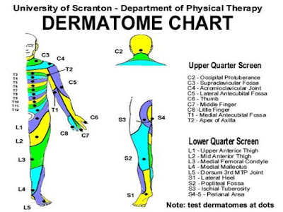 Skema Dermatom dan Sklerotom | FISIOTERAPI INDONESIA