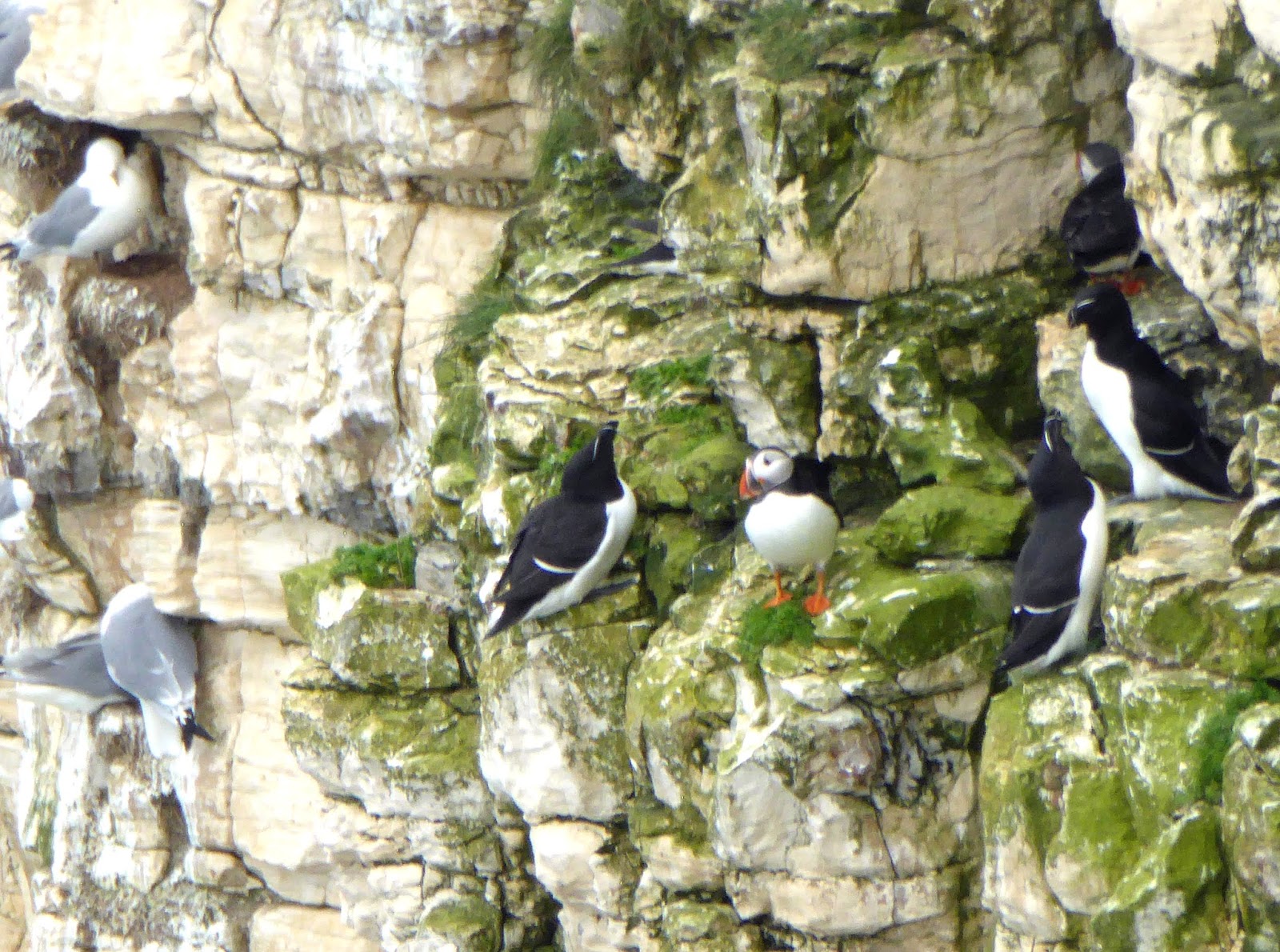 Wild and Wonderful: Puffins from RSPB Bempton Cliffs, Yorkshire