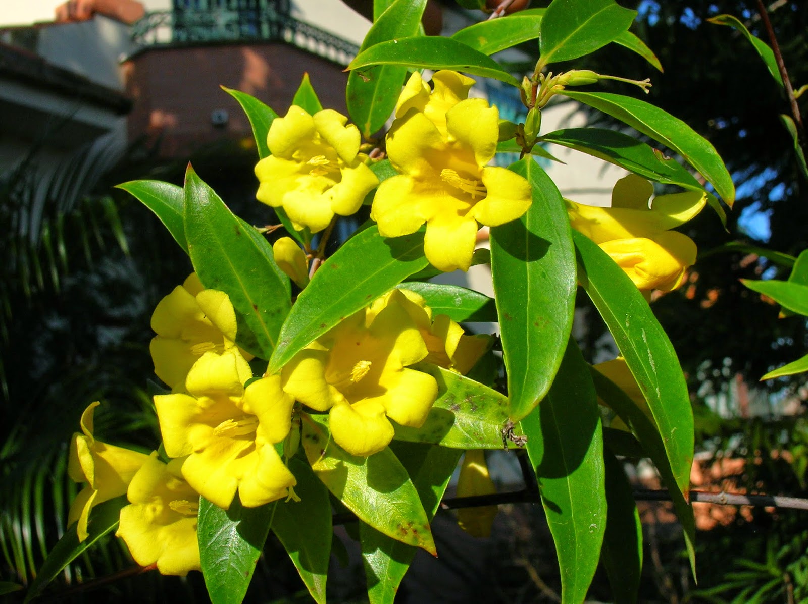 Recregarden: GELSEMIUM SEMPERVIRENS