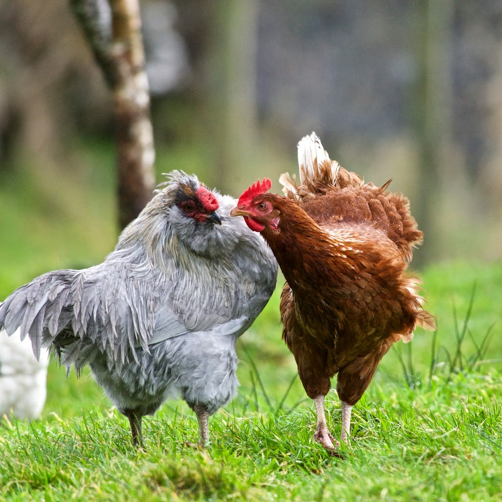 Treshnish Farm: The definition of 'hen-pecked'