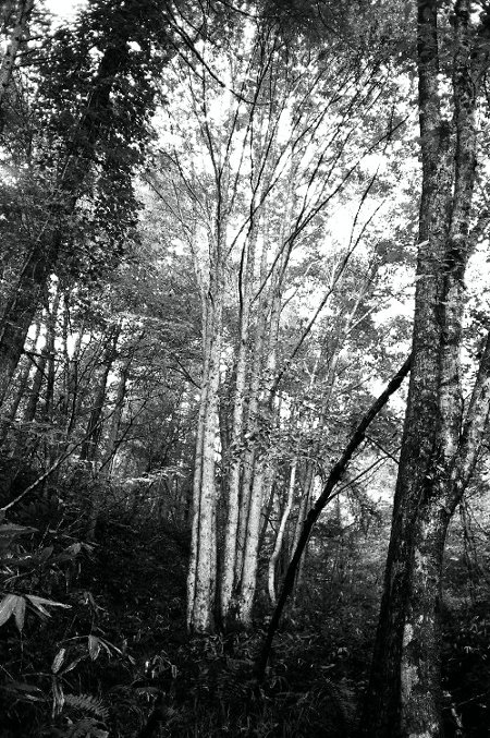 Landscape of Japan: Wingnut tree "Pterocarya rhoifolia"