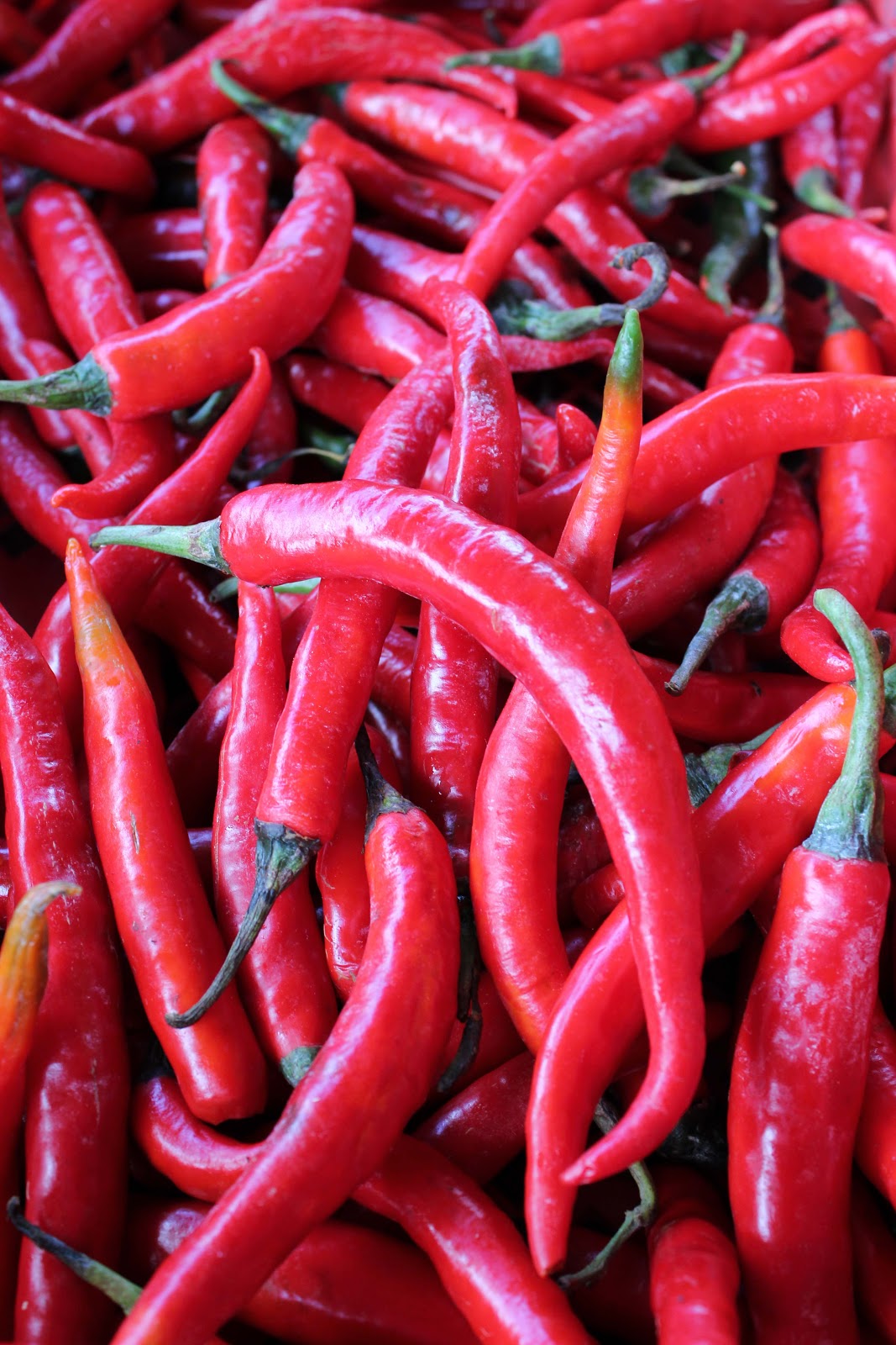 Cabe merah - fachri foto