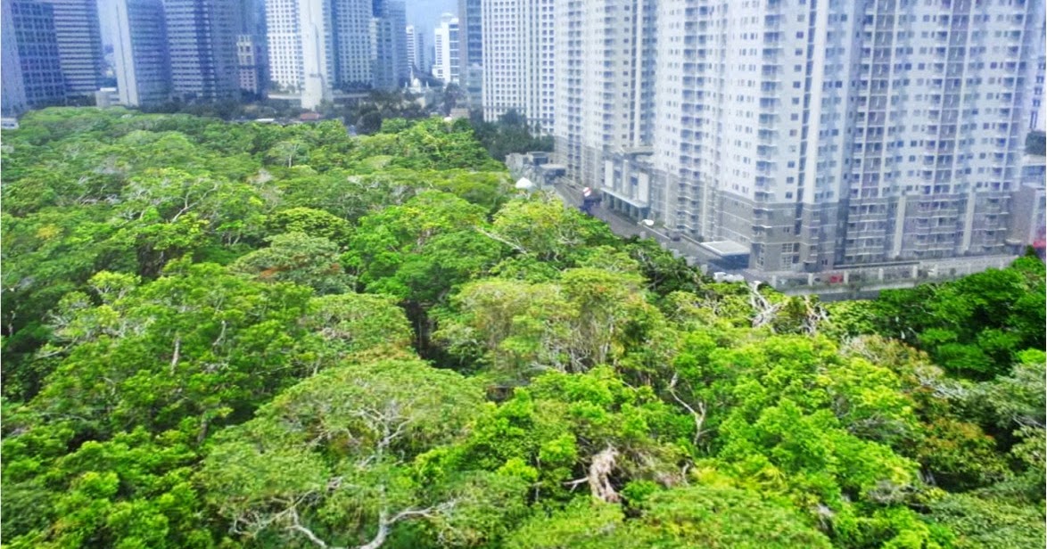 Jenis Hutan Kota - Biologizone