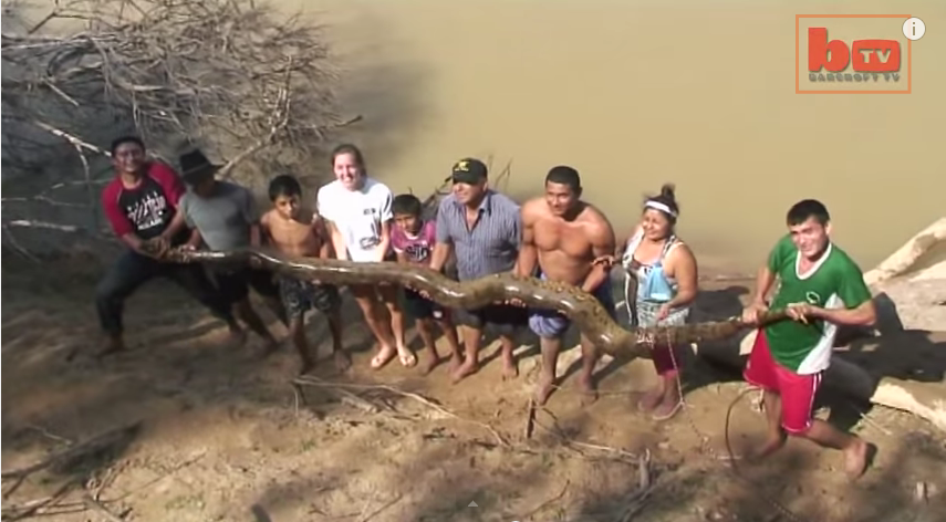 Giant Anaconda Rescue: Villagers Save Injured 16 Foot Snake in Columbia ...