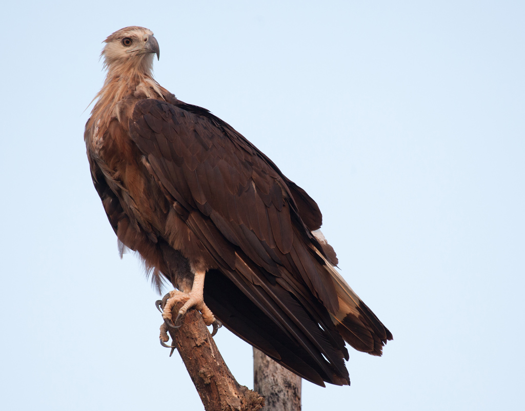 Spreebird wildlife: EAGLES OF PAKISTAN