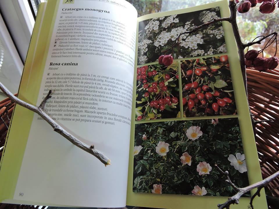 Ştiinţă pentru toţi: Apariție editorială: Determinator de plante și animale