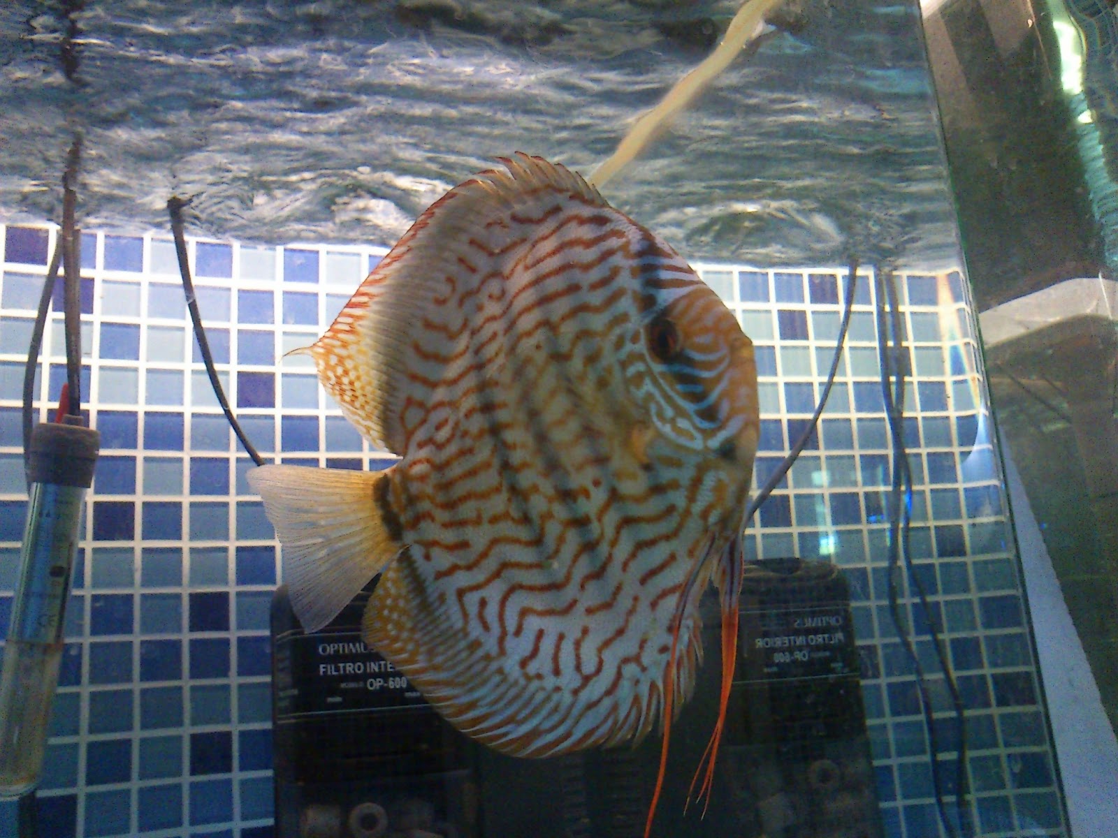Discus Vigo: 1º Iberian Discus Show peces a concurso Ip Discus España ...