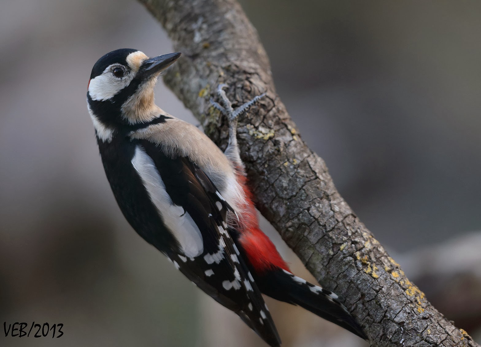 COLORS NATURALS: PICO PICAPINOS - (PICOT)