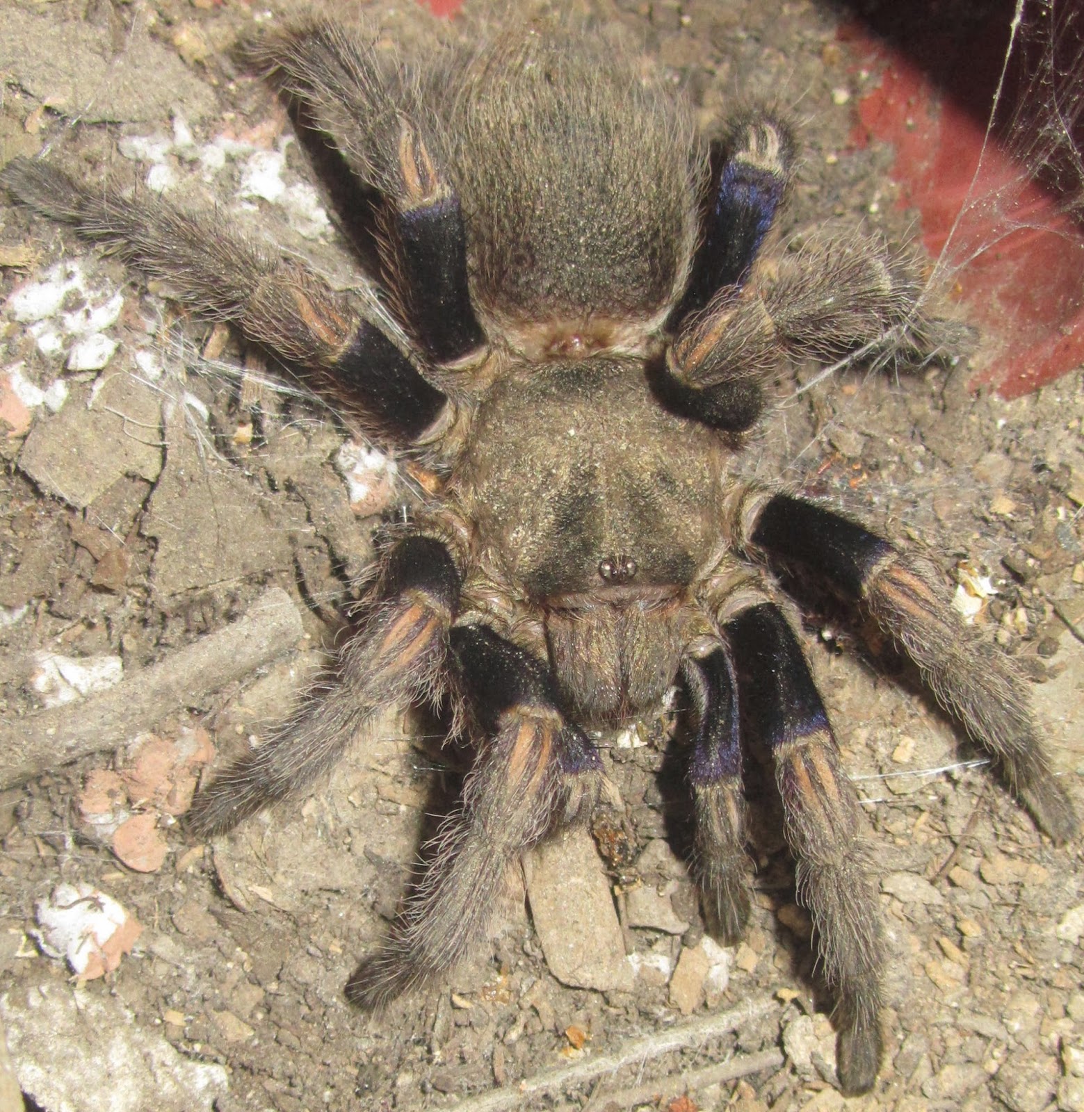 Tarántulas Chilenas : Analisis filogenético de los generon Euathlus ...