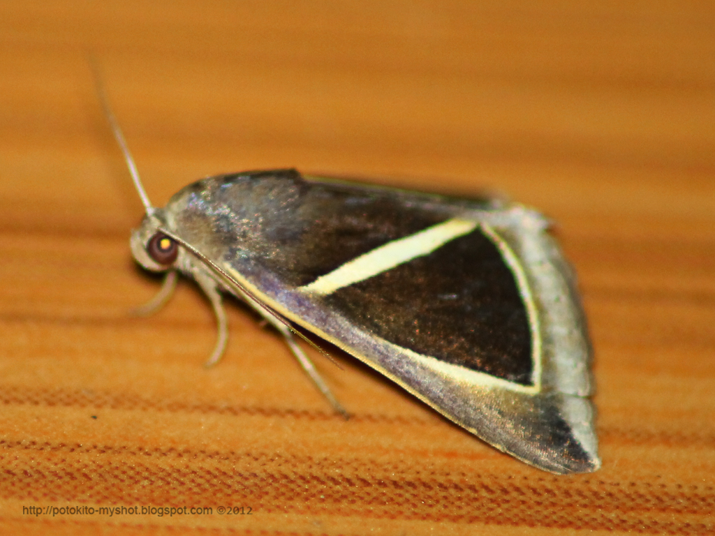 Triangular striped Moth (Chalciope mygdon)