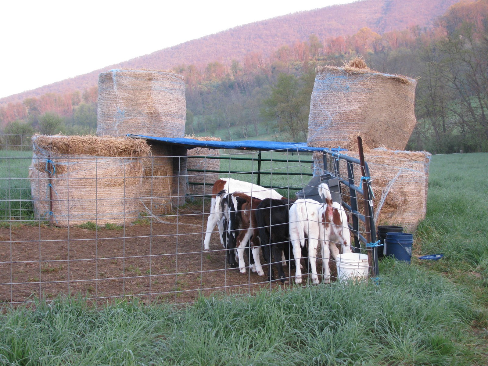 Amazing Grace Dairy: Calf Pens for 2012