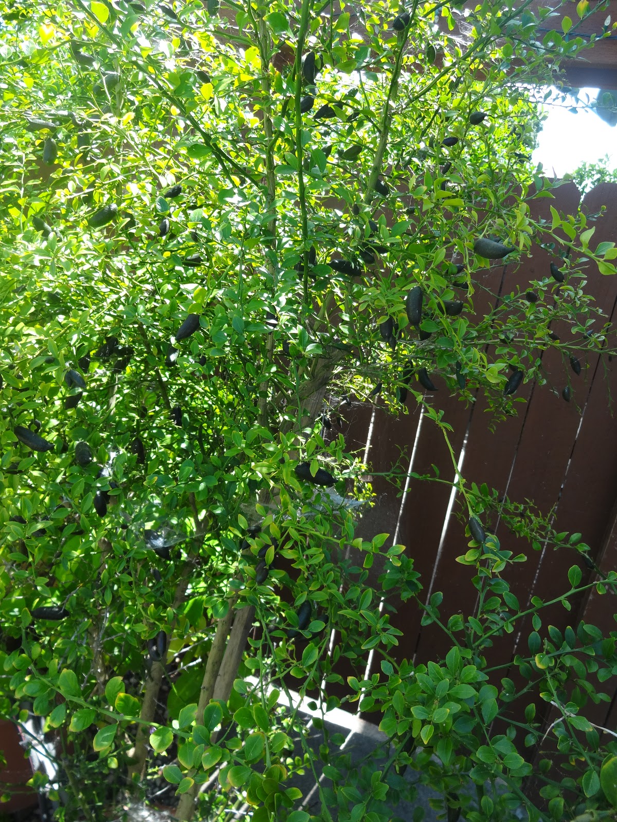 The Scientific Gardener: Sam's Garden