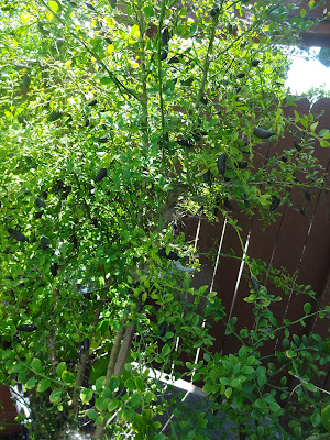 The Scientific Gardener: Sam's Garden