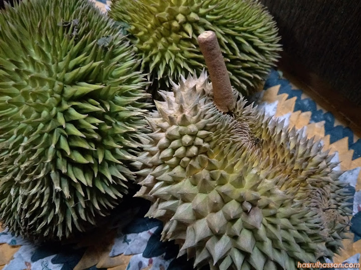Pertama Kali Merasa Buah Durian Hutan dari Selama, Perak