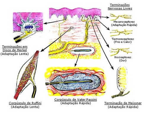 Fisiologia dos Sentidos: Tato