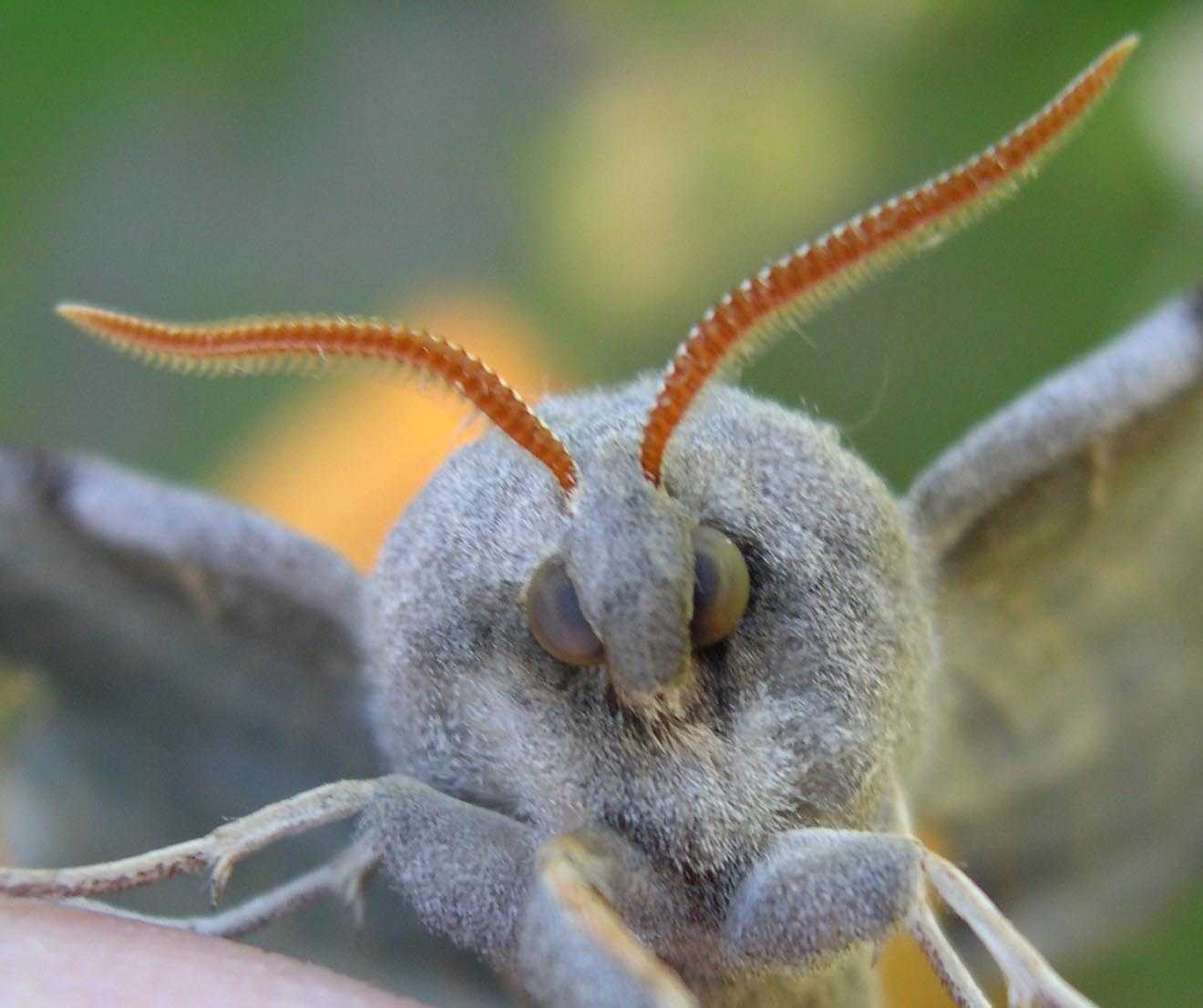 VENEZUELAN POODLE MOTH photos - wallpapers (ανανεωμένο) | the fun bank
