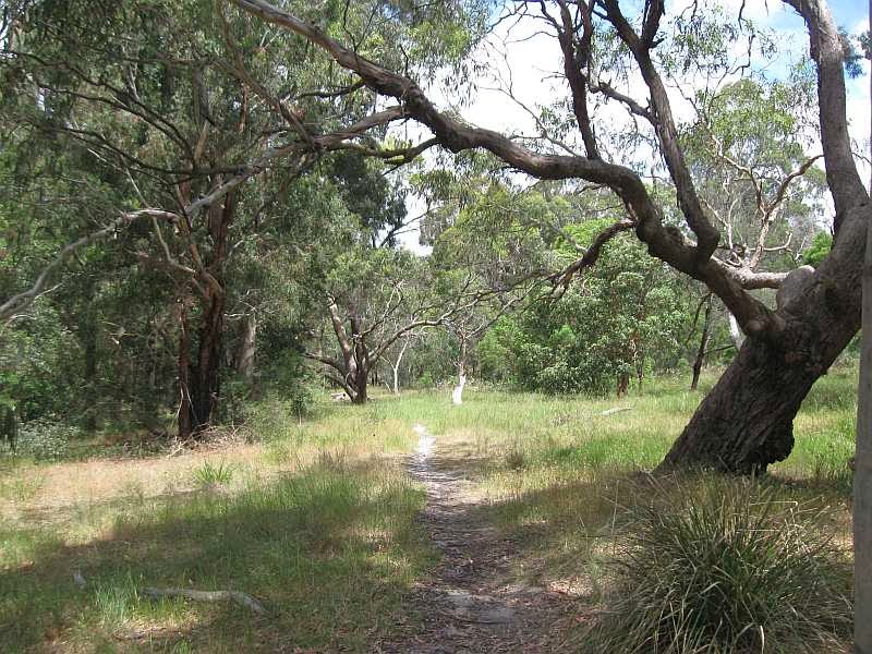 TRACKS, TRAILS AND COASTS NEAR MELBOURNE : Wattle Park in late Spring