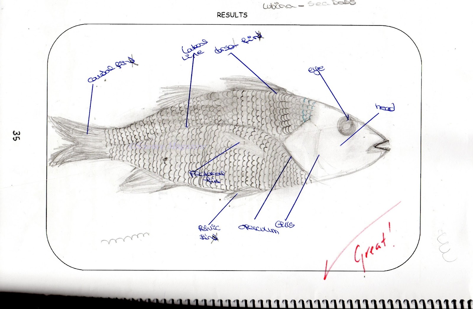 Science Magazine: STUDYING THE ANATOMY OF A FISH