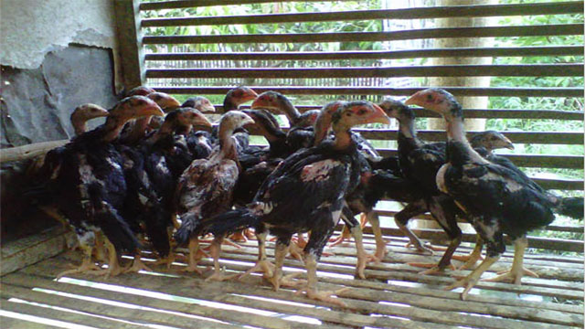 Cute Globe: 5 Cara Memilih Bibit Ayam Bangkok yang Bagus