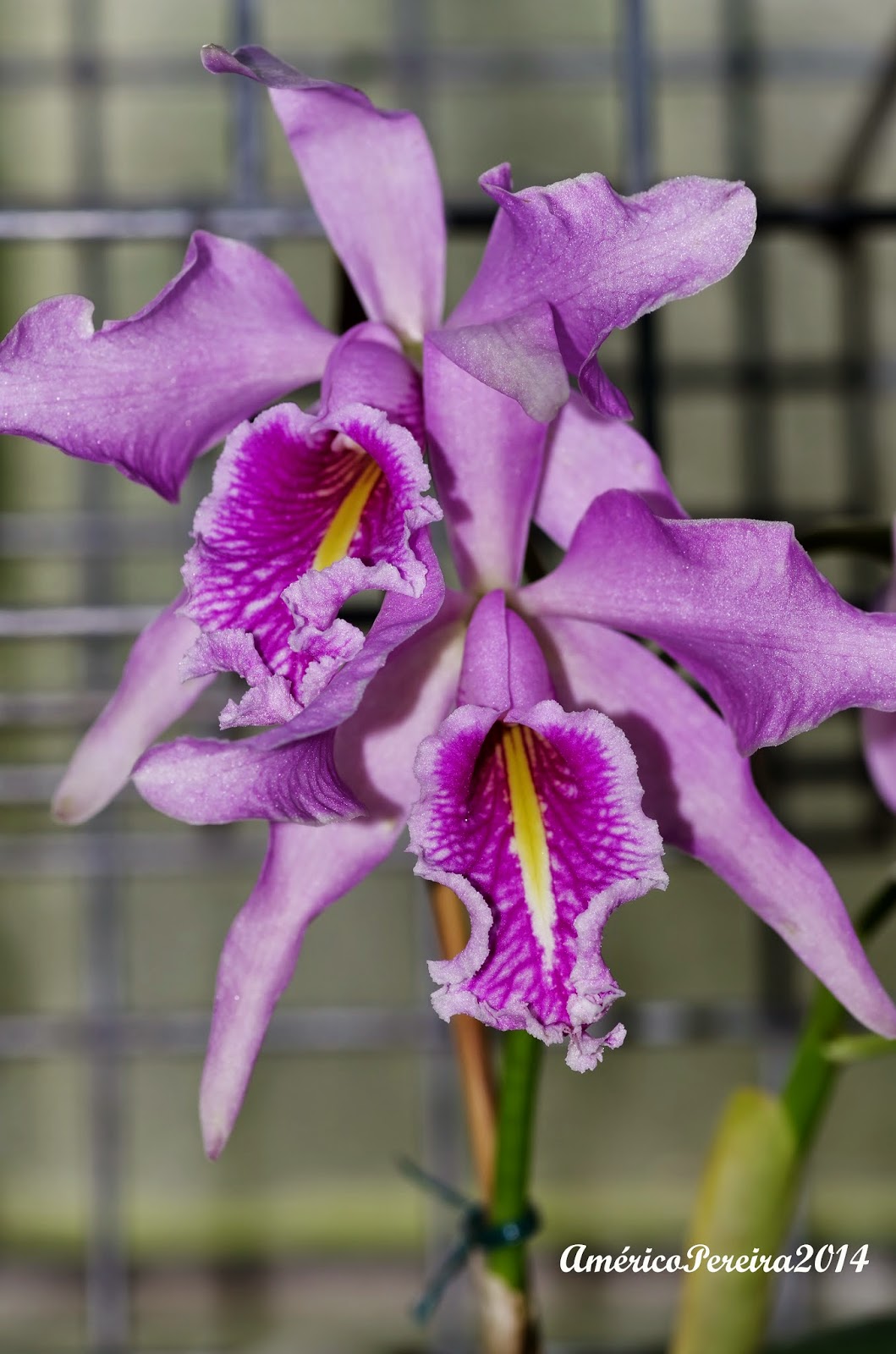 Orquídeas soltas: Cattleya maxima