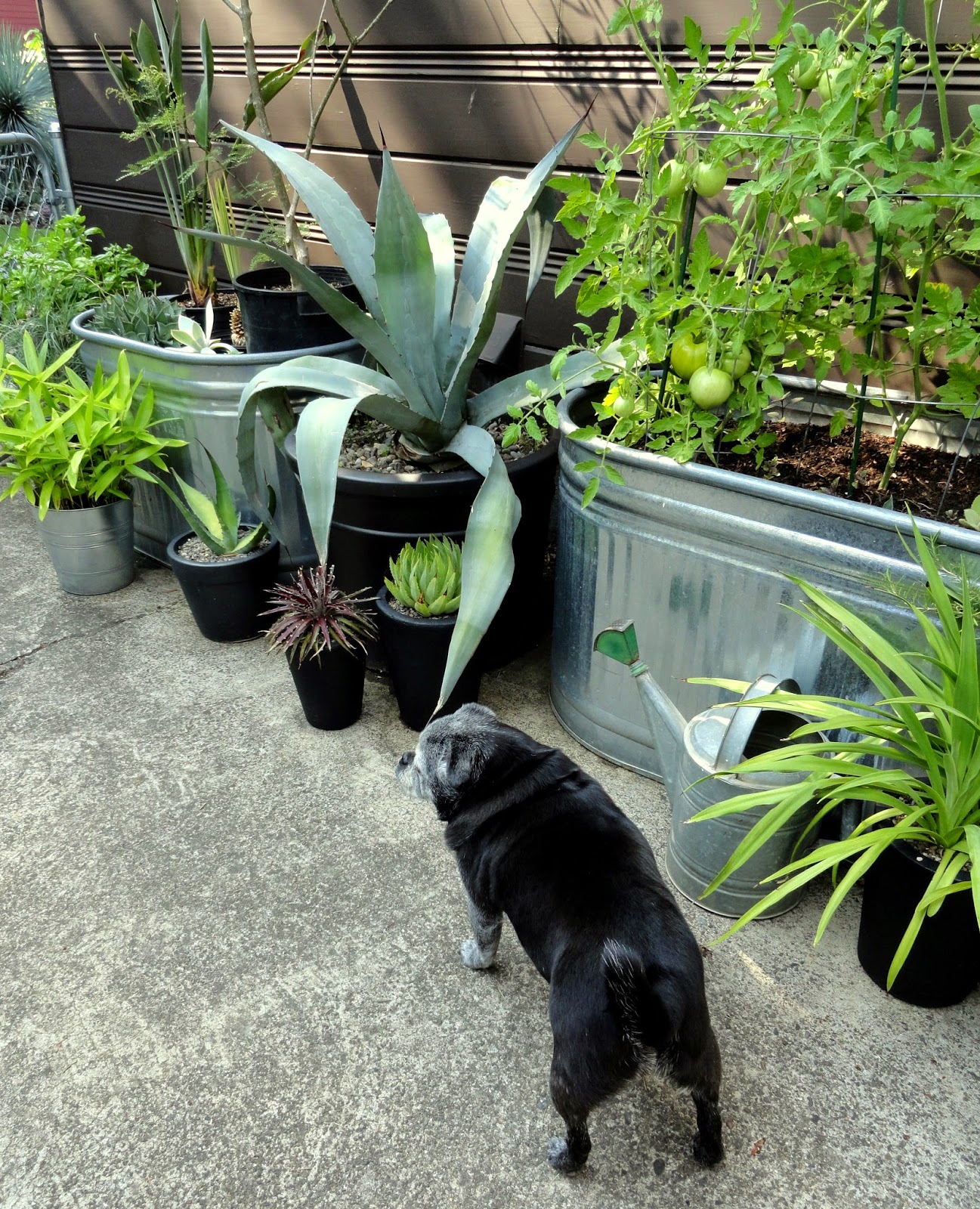 danger garden: Agave weberi, my favorite plant in the garden this week…