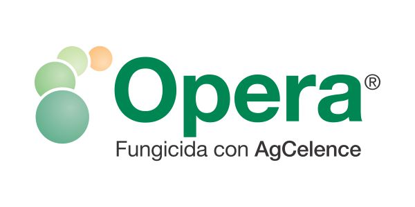 Fungicida Opera, nueva propuesta para el control y prevención de ...