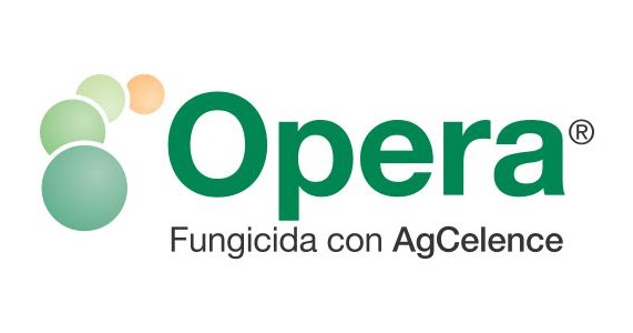 Fungicida Opera, nueva propuesta para el control y prevención de ...