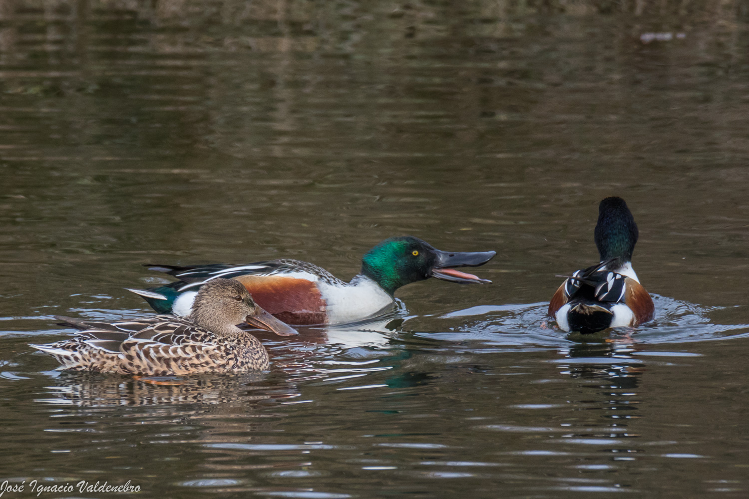 DocNatureBlog: Un bello pato con un pico muy adaptado. Cuchara común ...