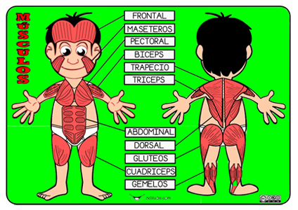 La pecera del saber: LOS MÚSCULOS