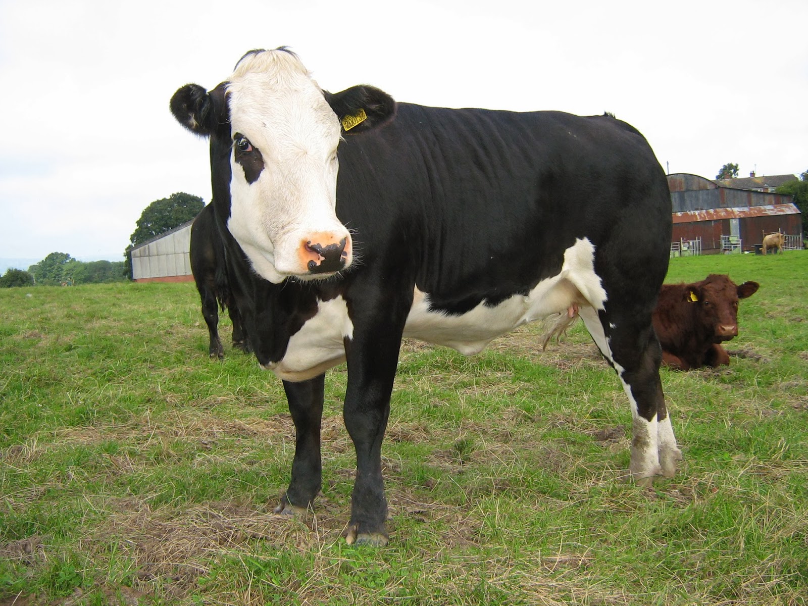Cow Pictures: Picture of Limousin Cow