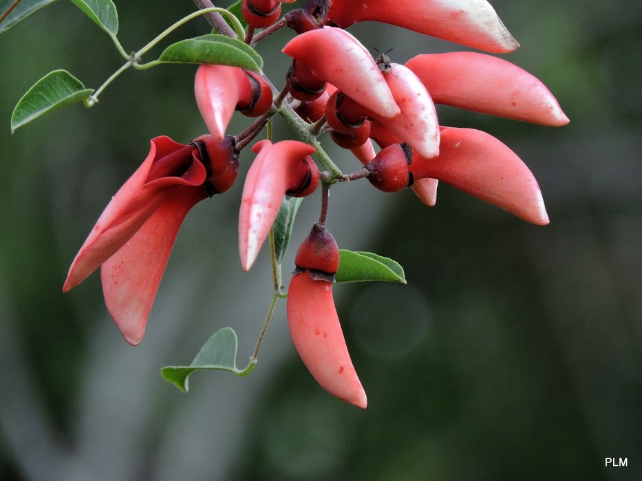 Flora y fauna emblemáticas: Ceibo