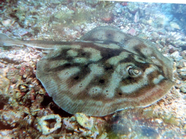 On the Road..........Again: Urolophus halleri---Round Stingray of the ...