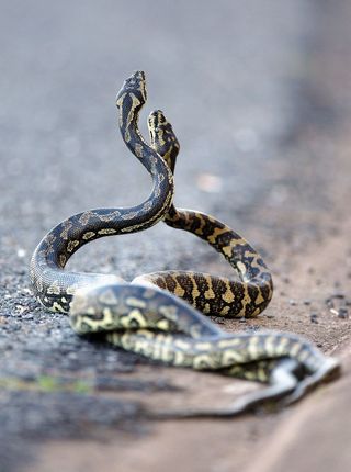 Animals Doing It: Snakes Mating!
