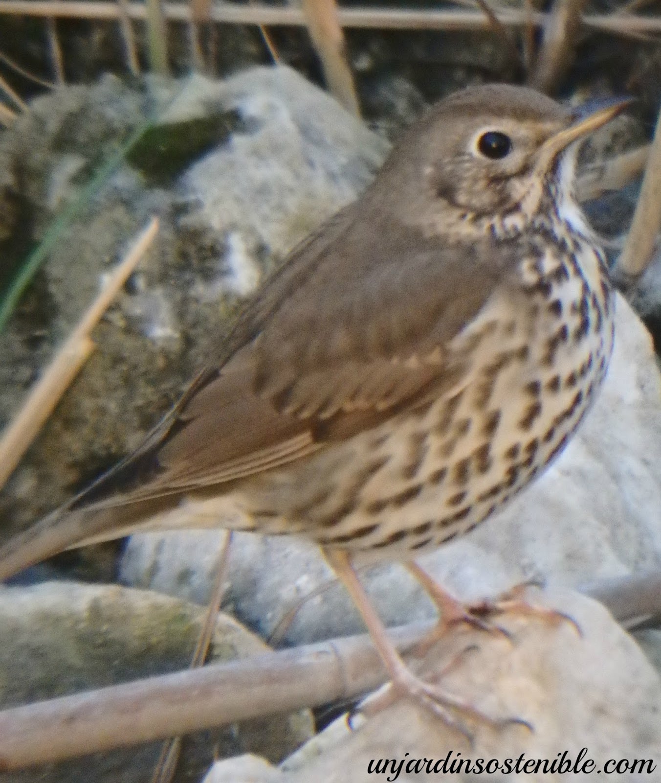 Turdus Philomelos (Zorzal común)