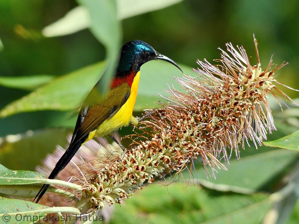 Indian Birds Photography: [BirdPhotoIndia] Green-tailed Sunbird