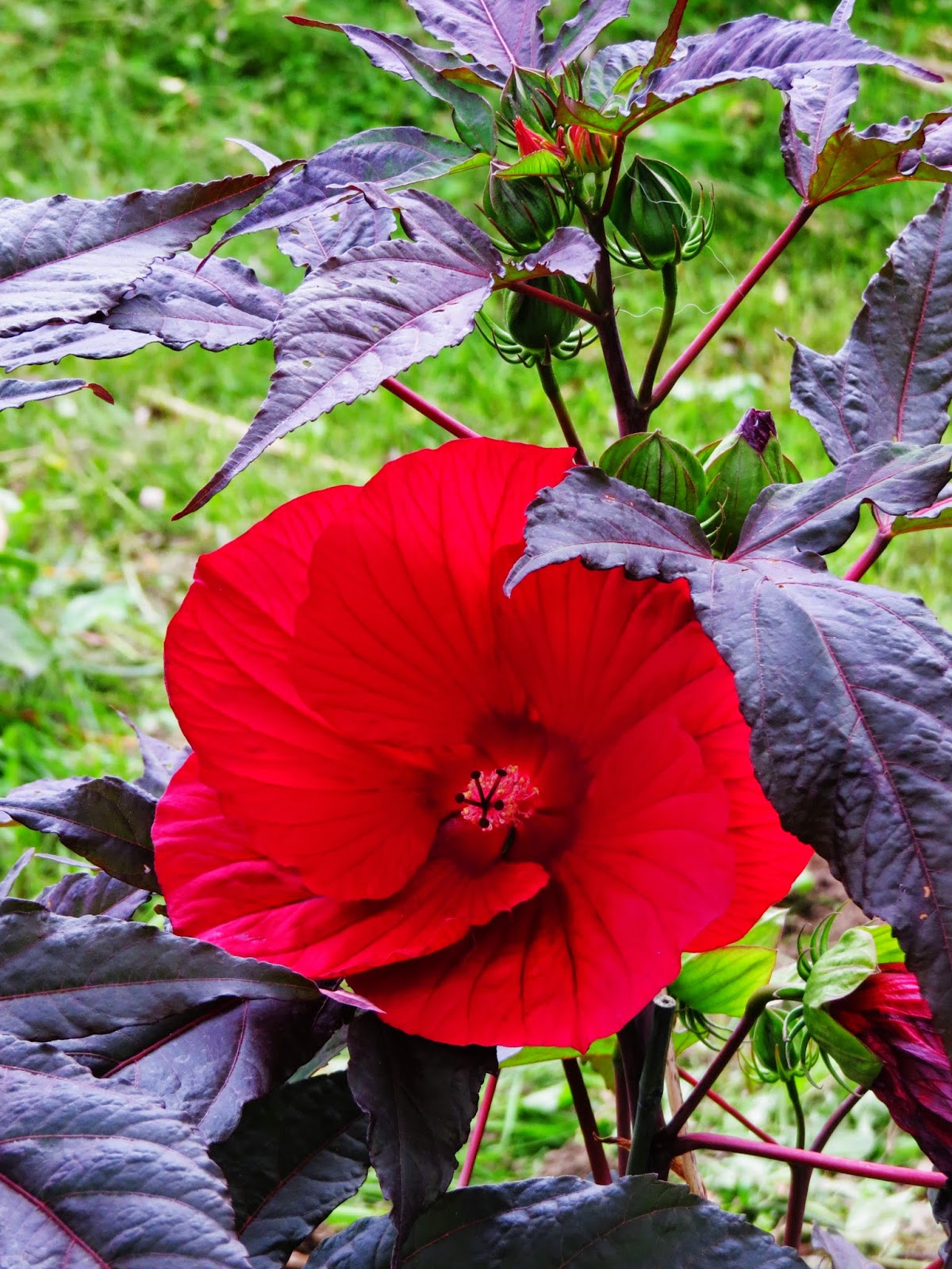 MON JARDIN AU QUEBEC: JOUR 55 MON JARDIN AU QUEBEC GARDEN - Hibiscus ...