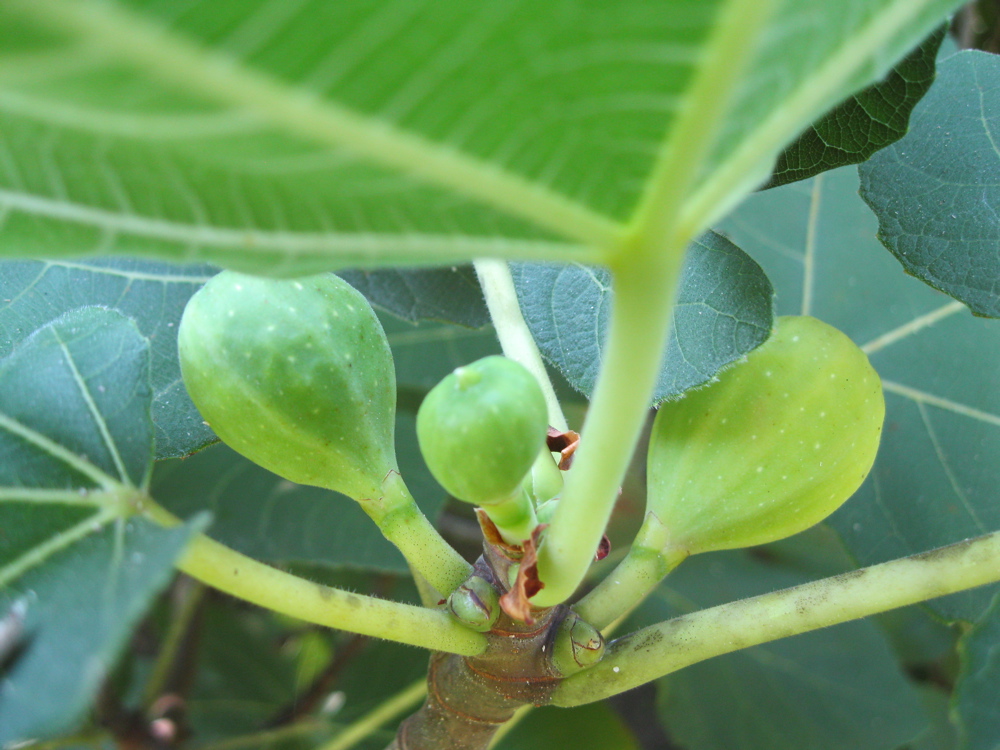 Dust with Flour: On Fig Preserves